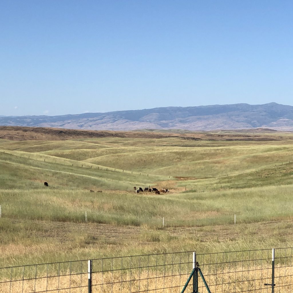 Verity Vintage Studio